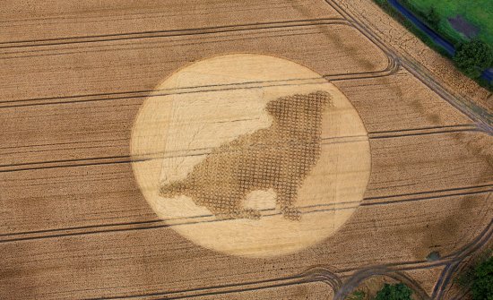Ardbeg Shortie Crop Circle Appear In Cheshire