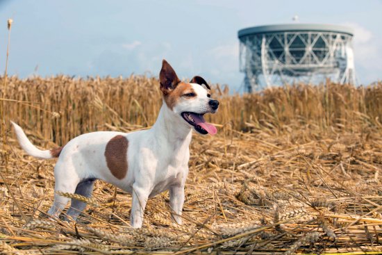 Ardbeg Shortie Crop Circle Appear In Cheshire